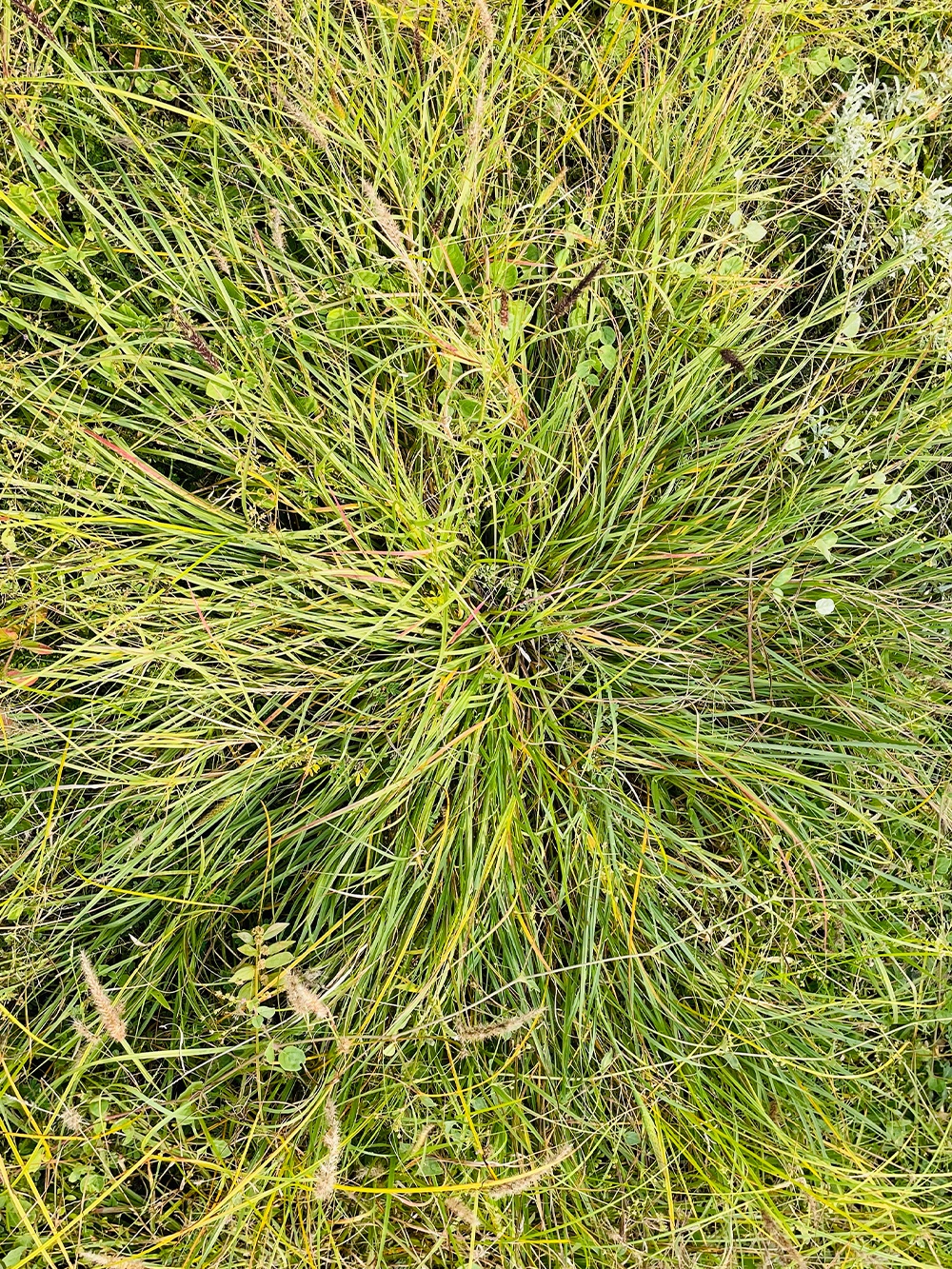 Mishri Baba Foundation - We Plant Trees.